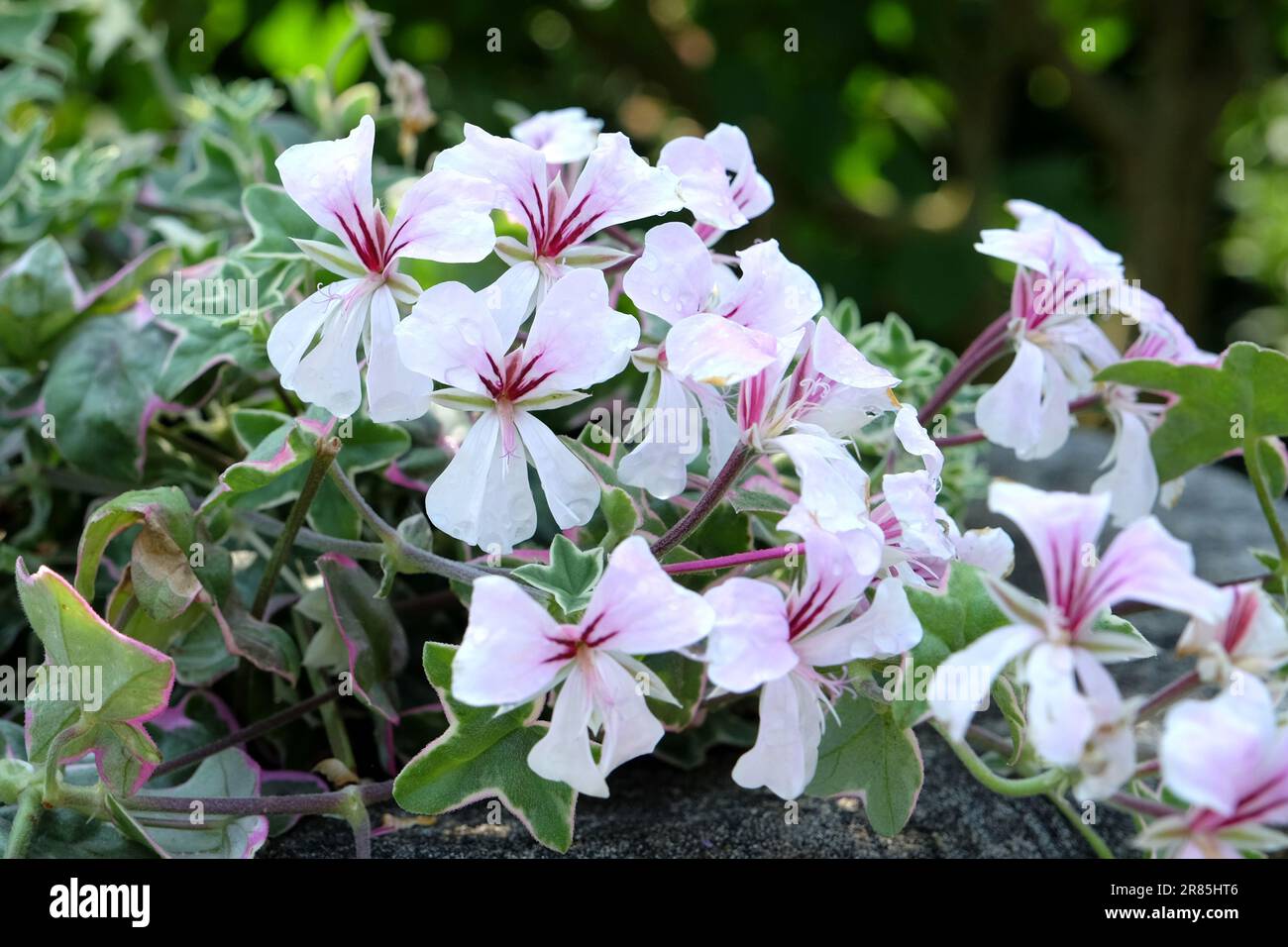 Ivy geraniums hi-res stock photography and images - Alamy