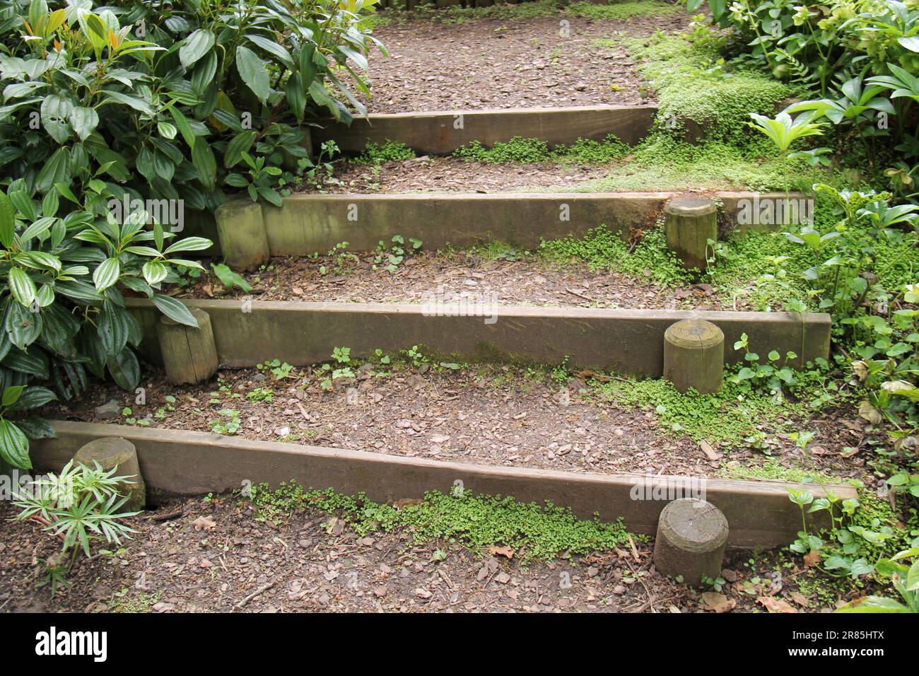 Some Dug Out Steps on a Woodland Pathway Stock Photo - Alamy