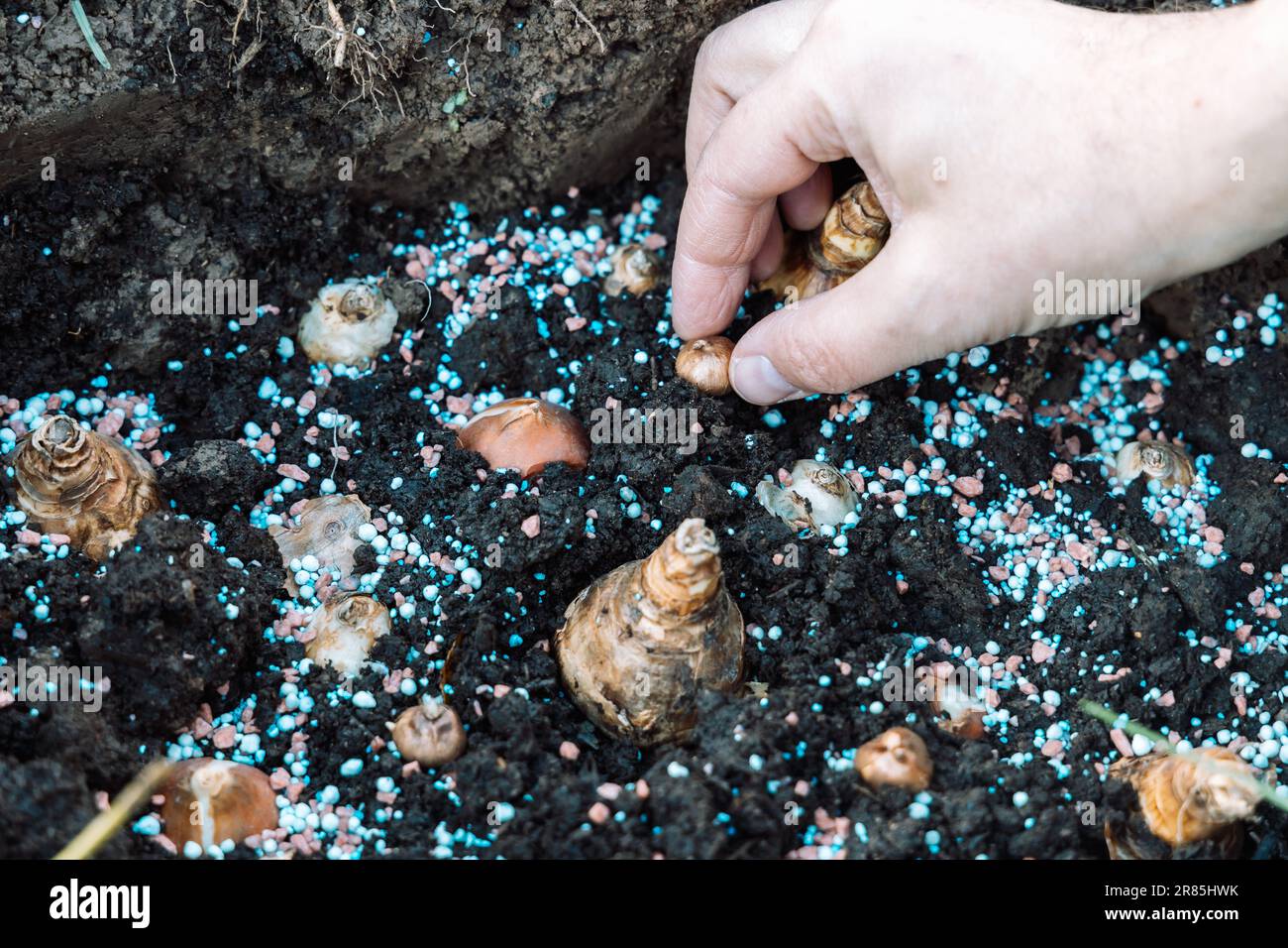 hand sadi in soil-soil flower bulbs. Hand holding a crocus bulb before ...