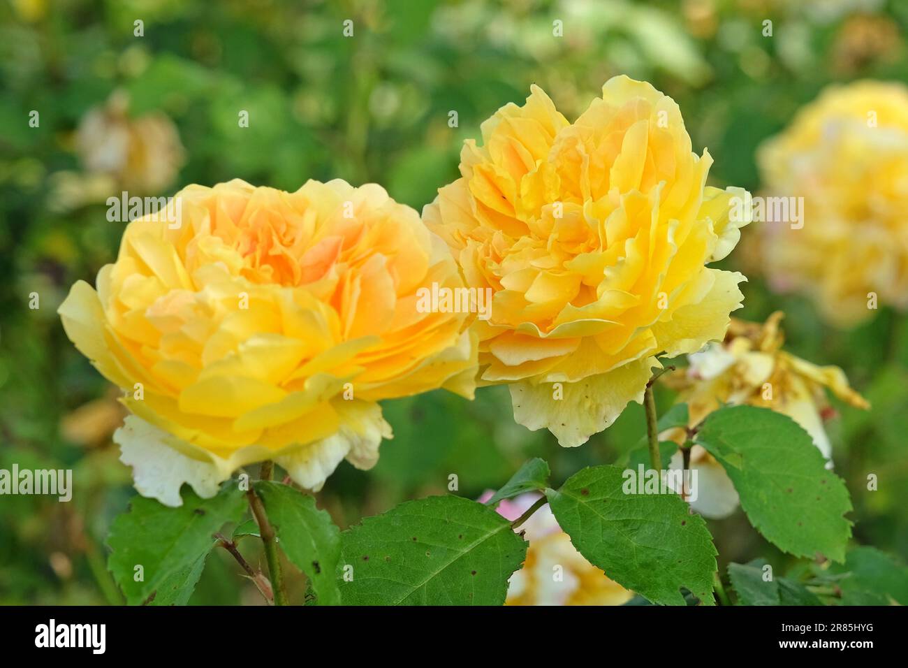 Yellow Rosa Molineux in flower Stock Photo - Alamy