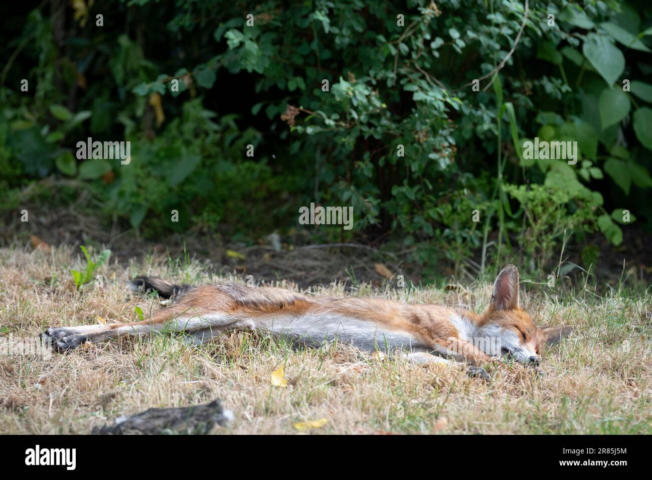 An urban red fox (Vulpes vulpes) is stretched out asleep on the grass ...