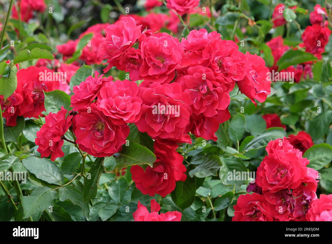 Will scarlet hi-res stock photography and images - Alamy