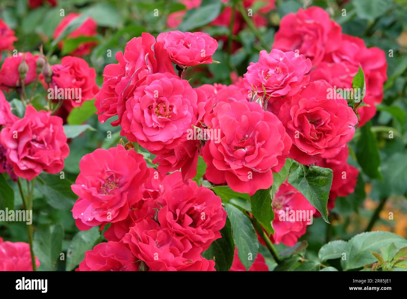 Rosa will scarlet hi-res stock photography and images - Alamy
