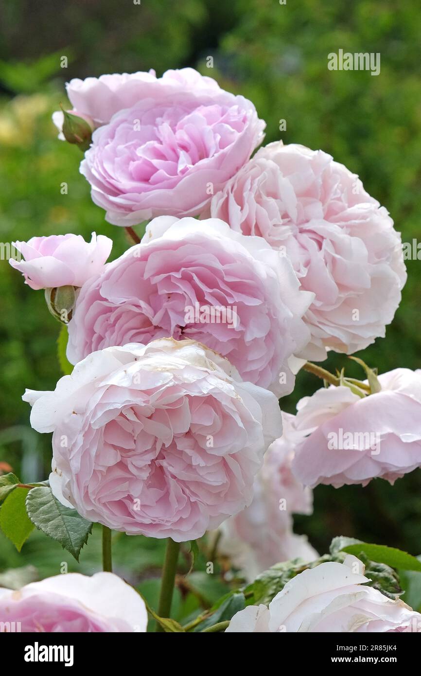 Olivia austin rose hi-res stock photography and images - Alamy