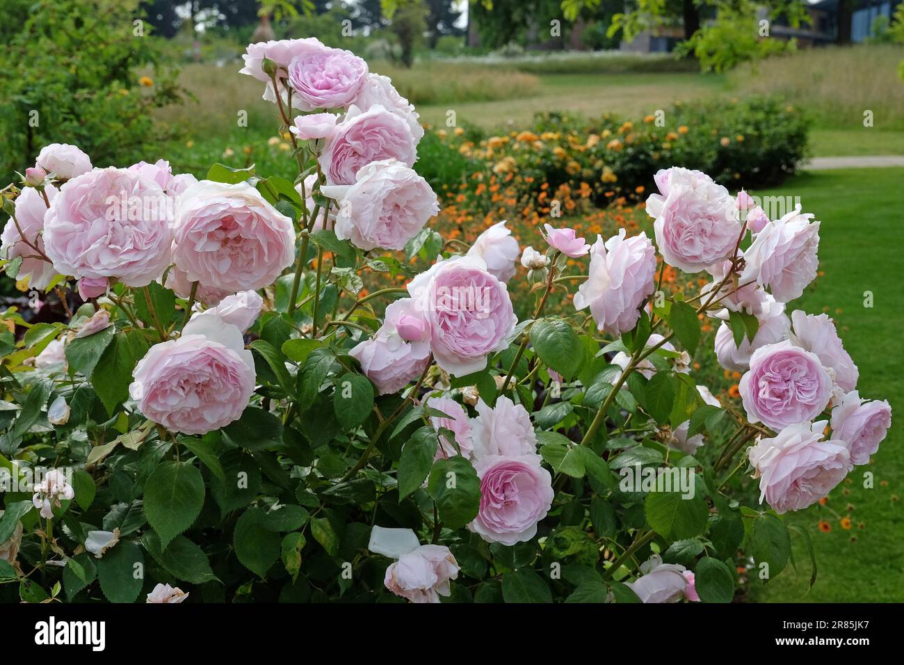Rosa Olivia Rose Austin in flower Stock Photo - Alamy