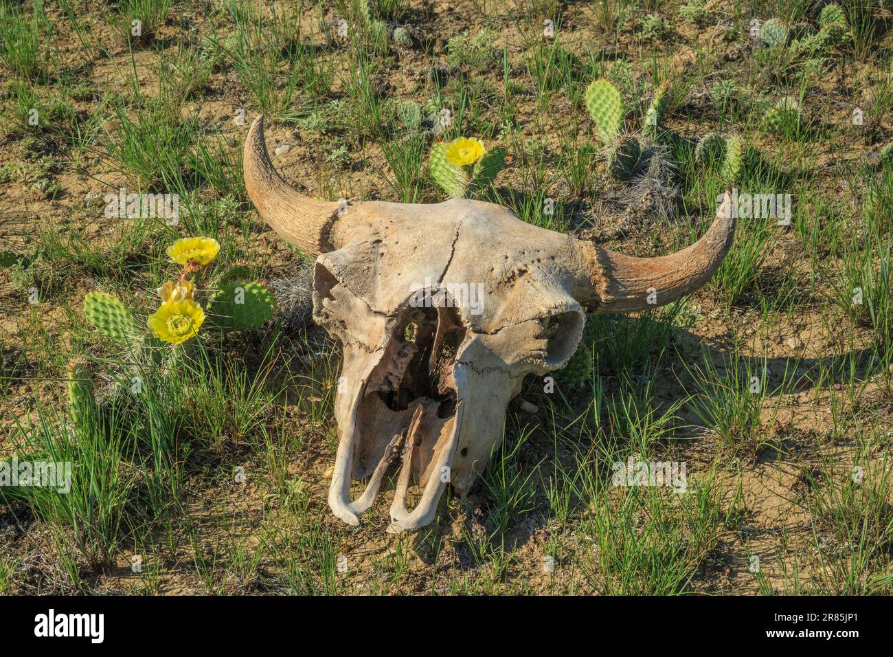 bison skull and prickly pear cactus on the prairie near chester ...
