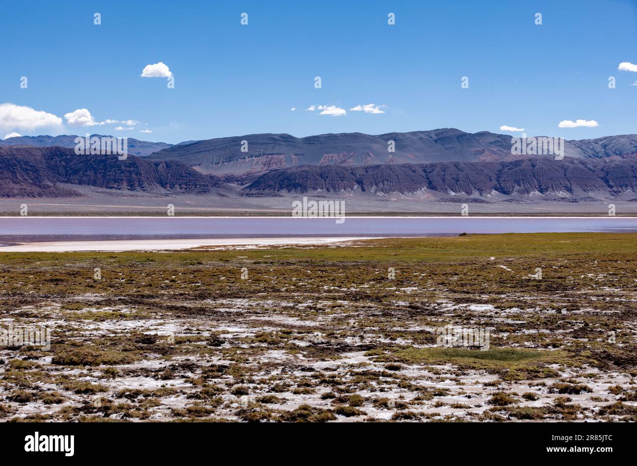 Argentina: Puna - off road adventure around Laguna Carachi Pampa, a ...