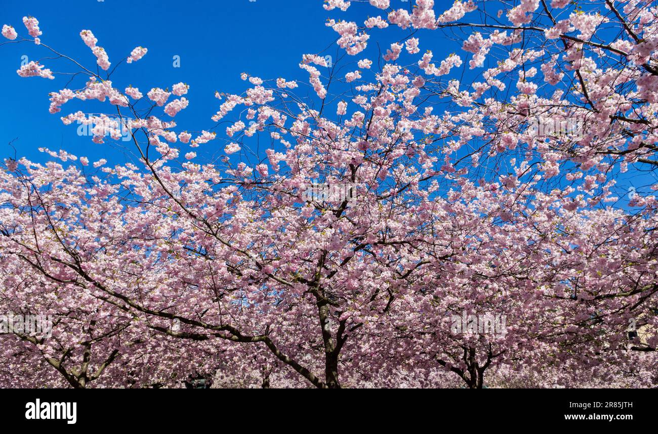 Blooming Japanese cherry trees with flowers in pink and white in spring ...