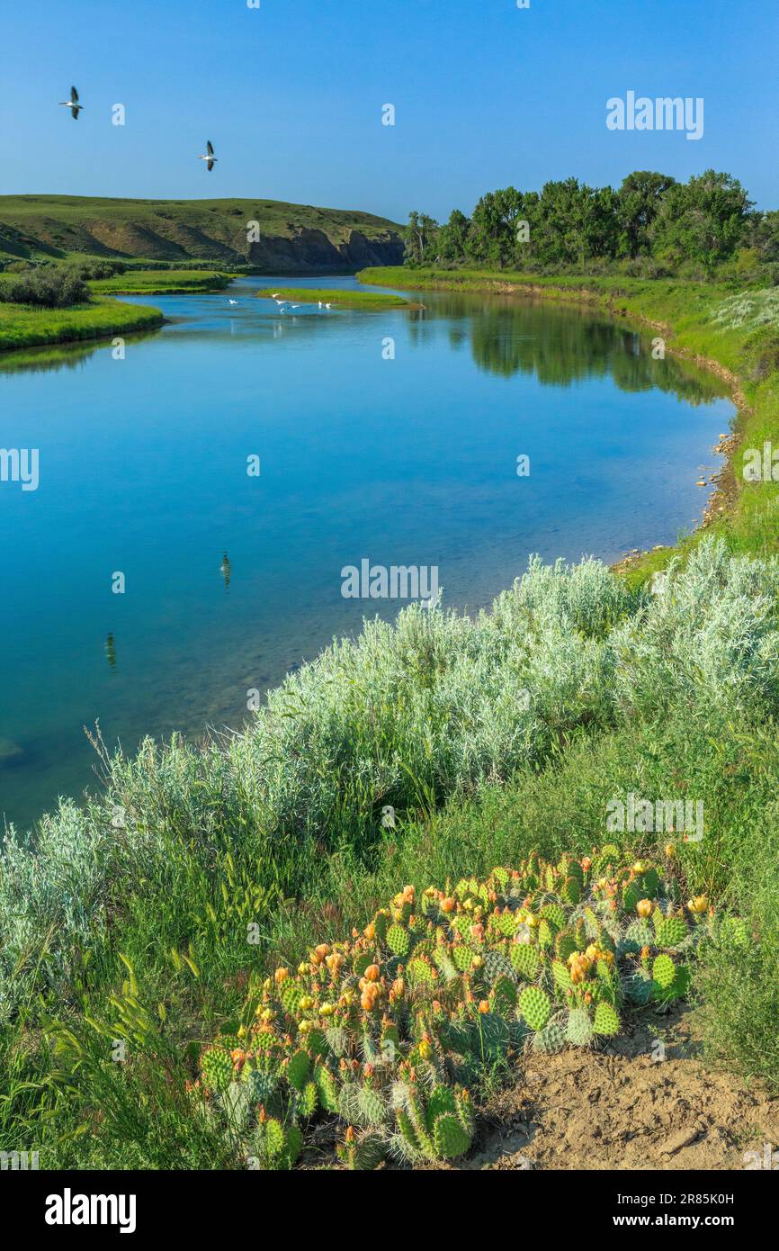 pelicans along the marias river near chester, montana Stock Photo - Alamy