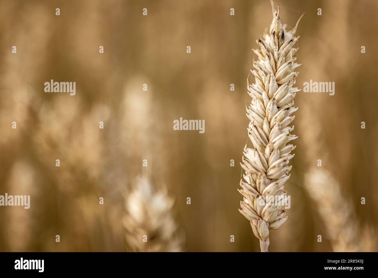Detailed view of organic barley spikes in cultivation, exemplifying ...