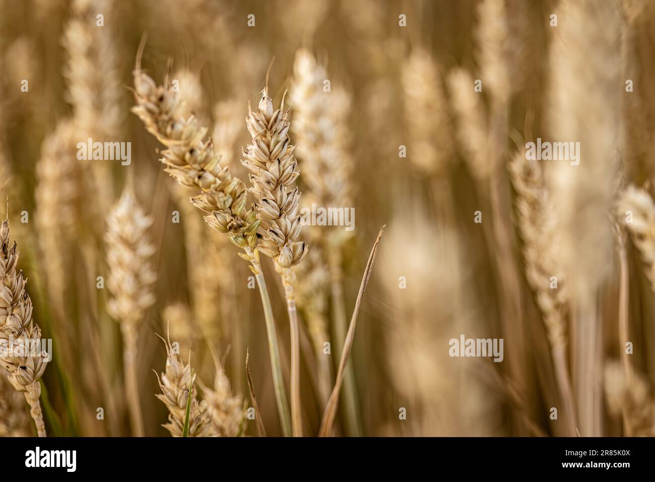 Detailed view of organic barley spikes in cultivation, exemplifying ...