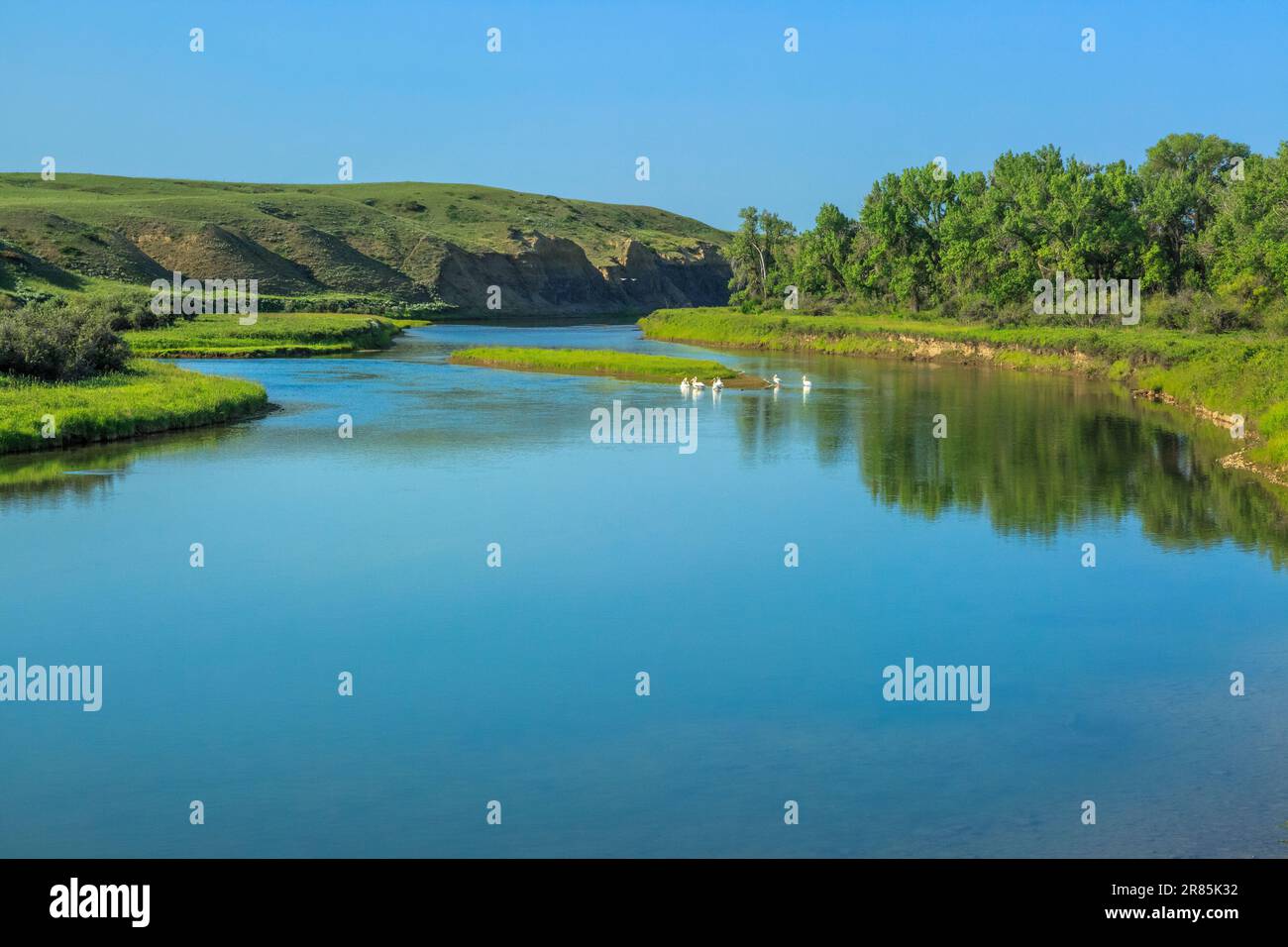 pelicans along the marias river near chester, montana Stock Photo - Alamy