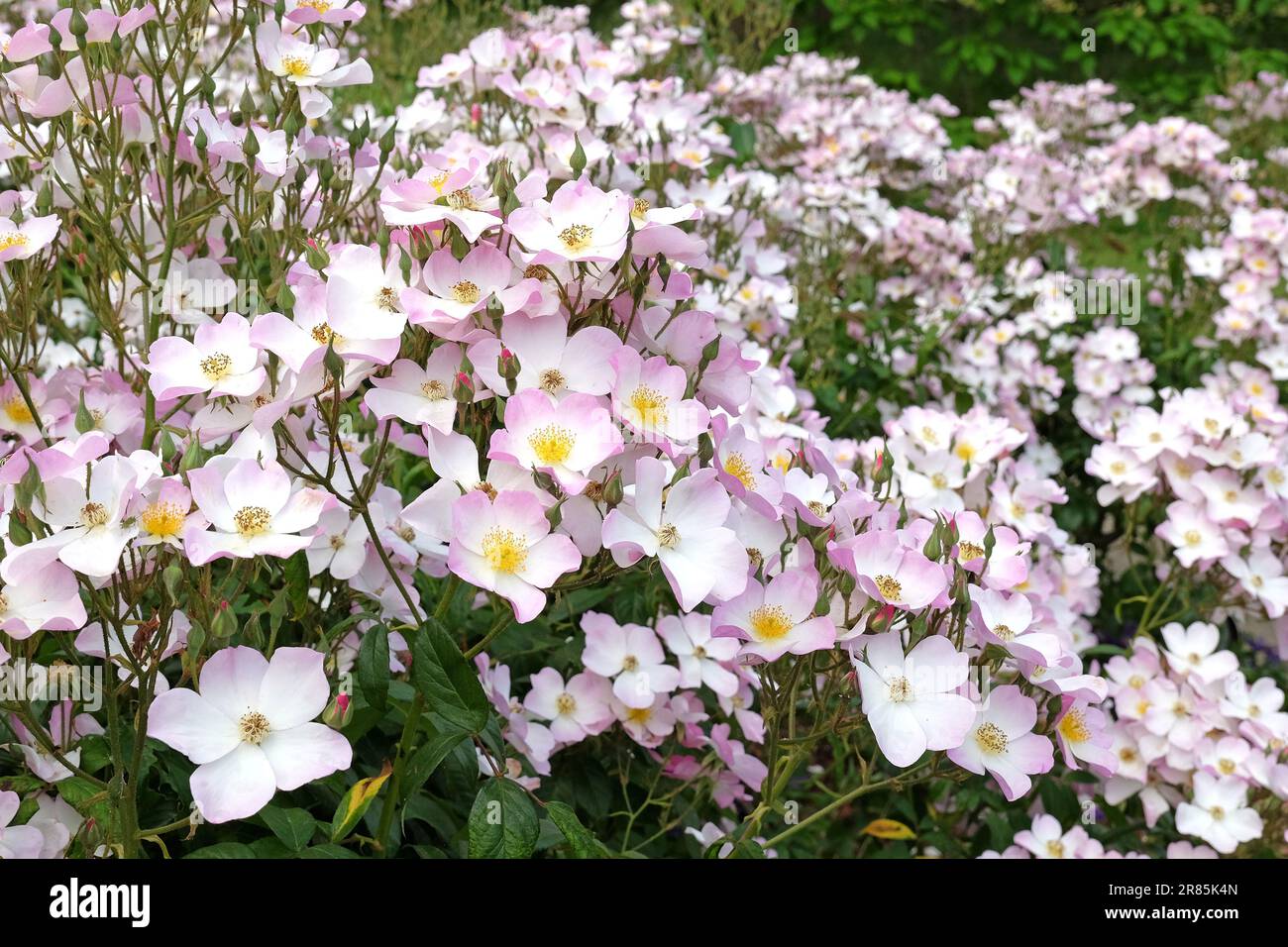 Rosa 'Lyda Rose' in flower Stock Photo - Alamy