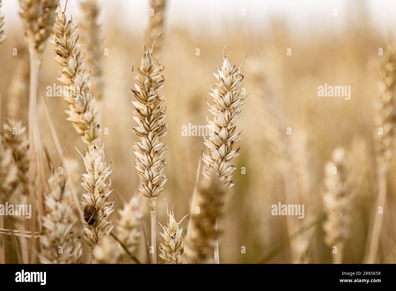 Detailed view of organic barley spikes in cultivation, exemplifying ...
