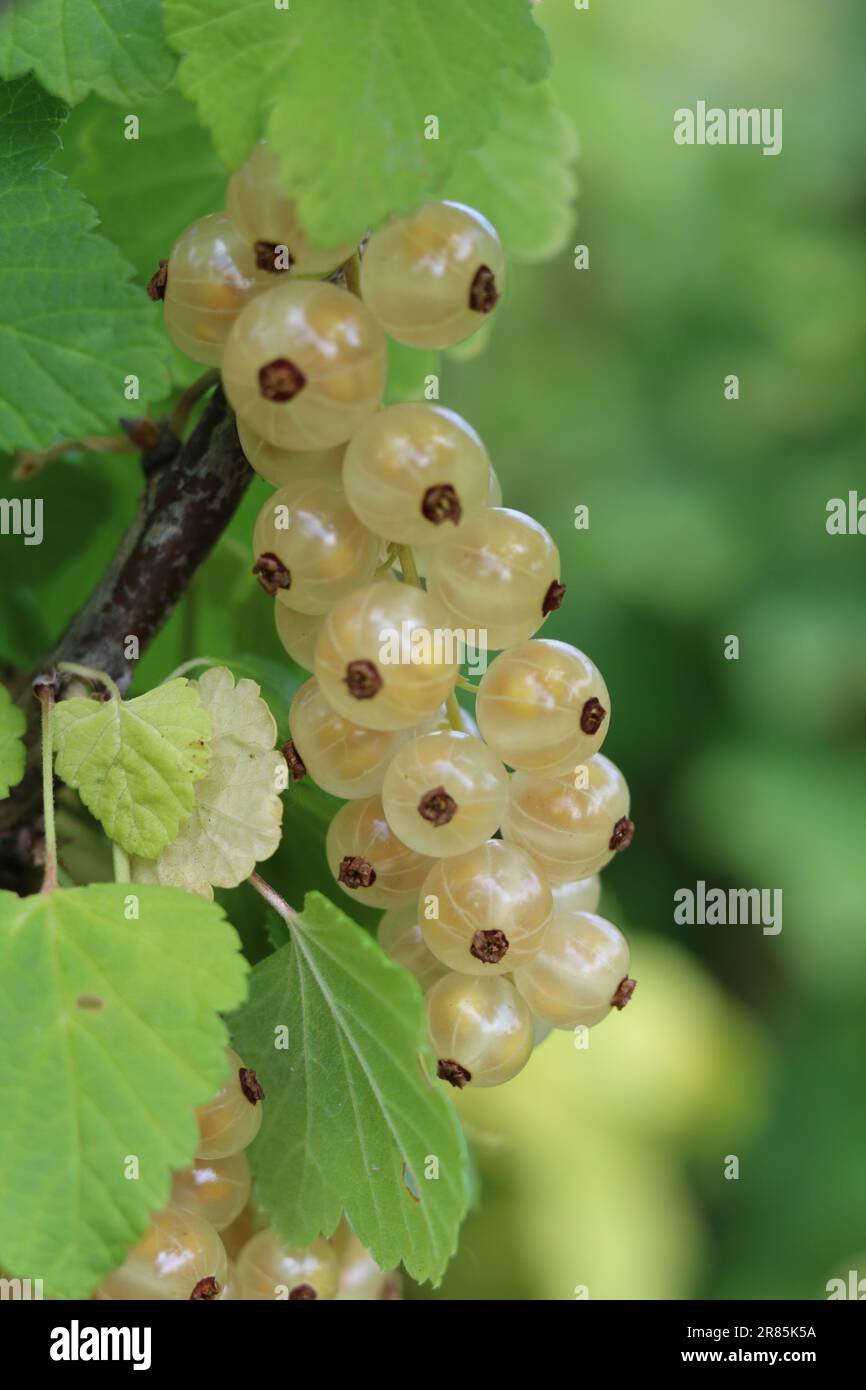 Close up white currants hi-res stock photography and images - Alamy