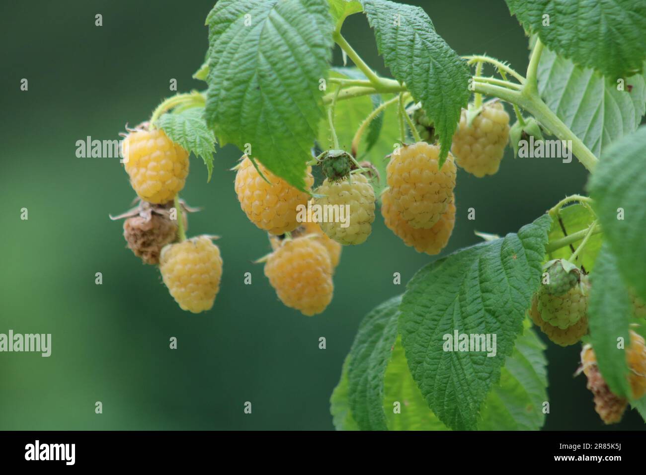 Golden yellow berries hi-res stock photography and images - Alamy