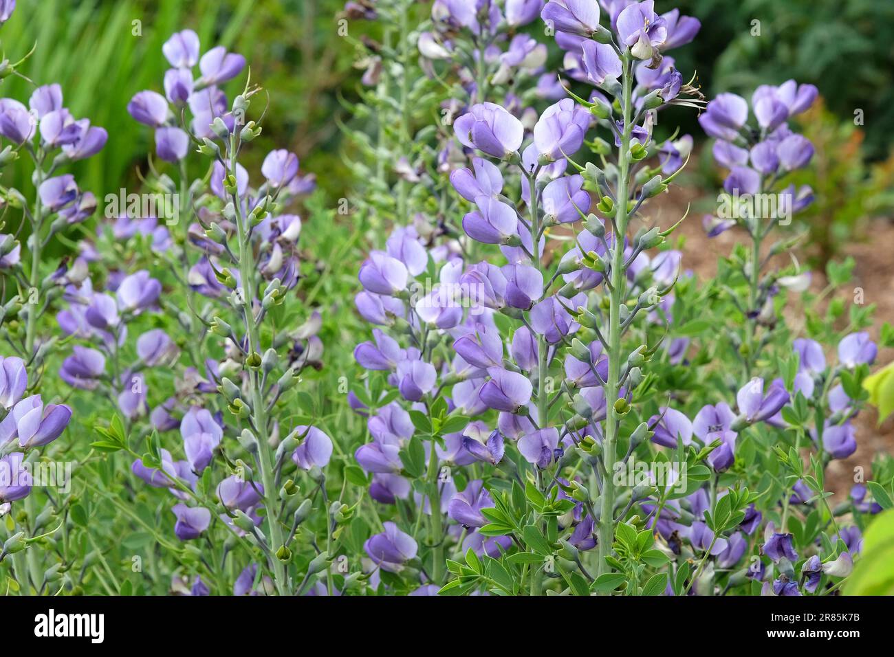 Baptisia australis, commonly known as blue wild indigo or blue false ...