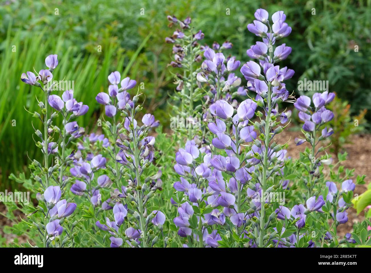 Baptisia australis, commonly known as blue wild indigo or blue false indigo in flower Stock ...