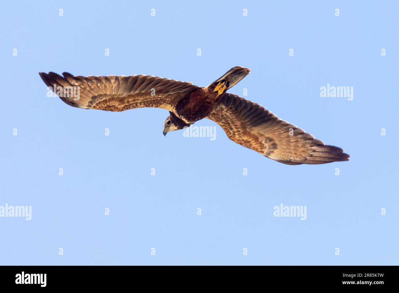 African Marsh Harrier (Circus ranivorus) in flight, Elands Bay, West ...