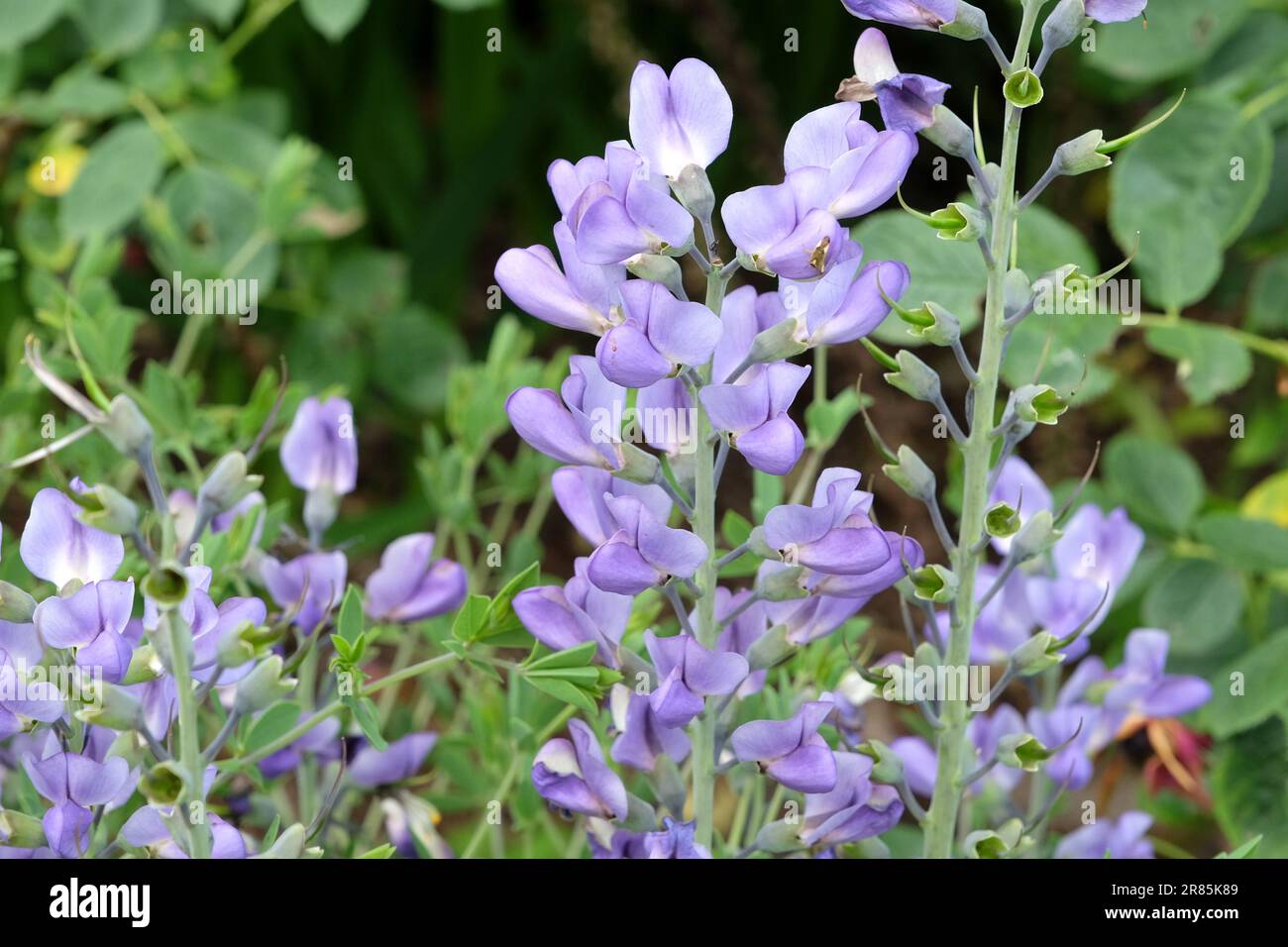 Baptisia australis, commonly known as blue wild indigo or blue false ...