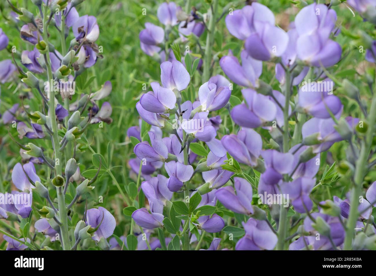 Baptisia australis, commonly known as blue wild indigo or blue false ...