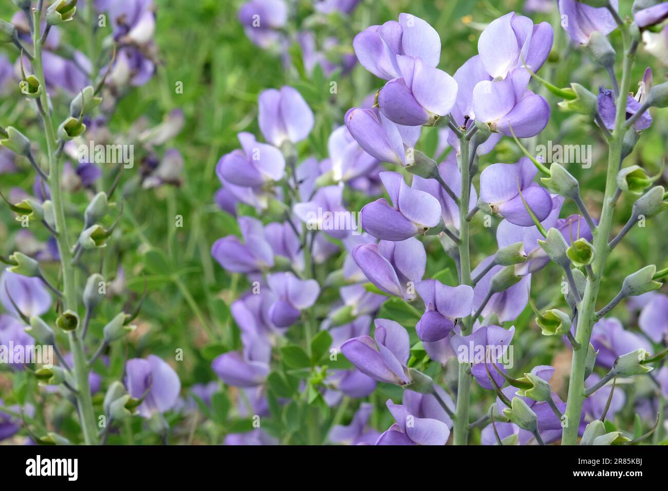 Baptisia australis, commonly known as blue wild indigo or blue false ...