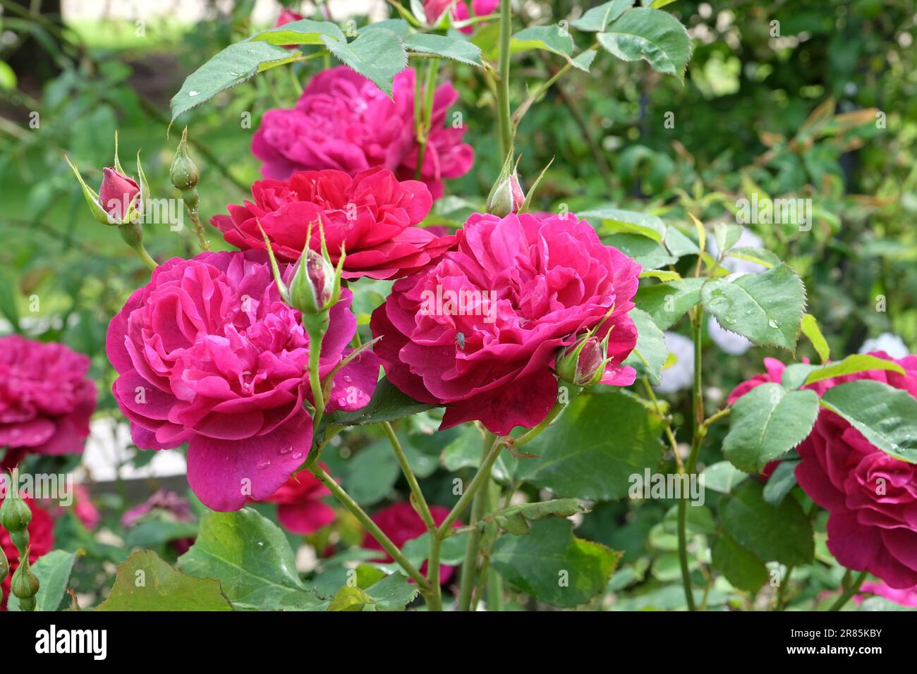 Darcey bussell rose hi-res stock photography and images - Alamy