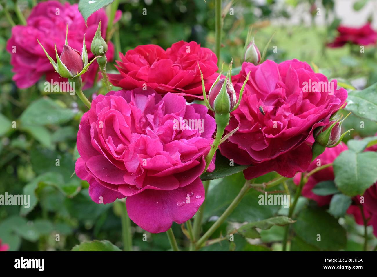 Rosa darcey bussell hi-res stock photography and images - Alamy