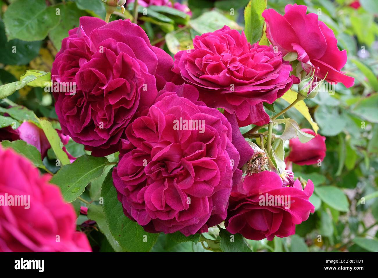 Darcey bussell rose hi-res stock photography and images - Alamy