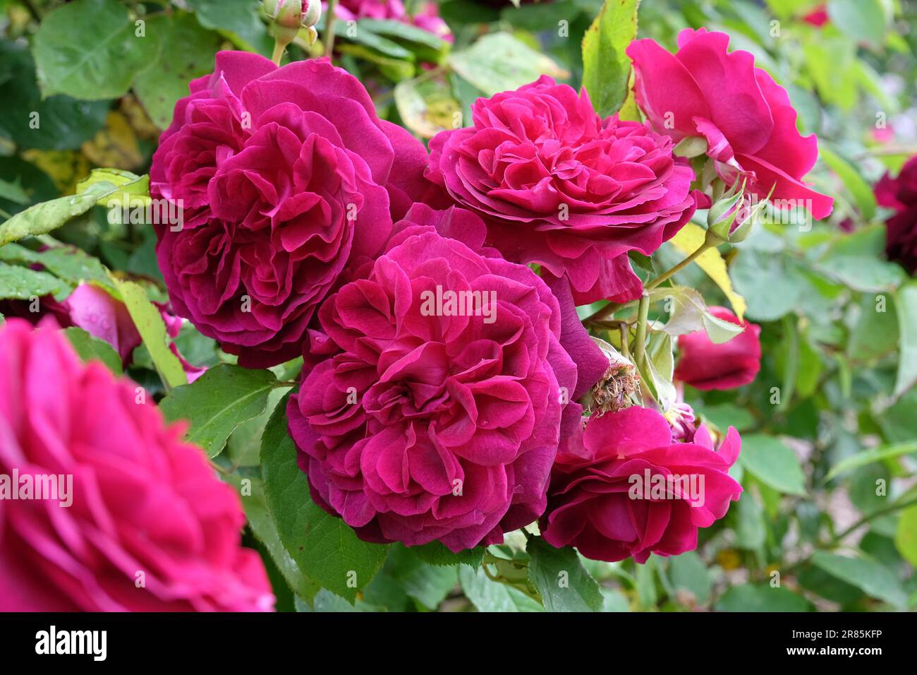 Rosa 'Darcey Bussell' in flower Stock Photo - Alamy