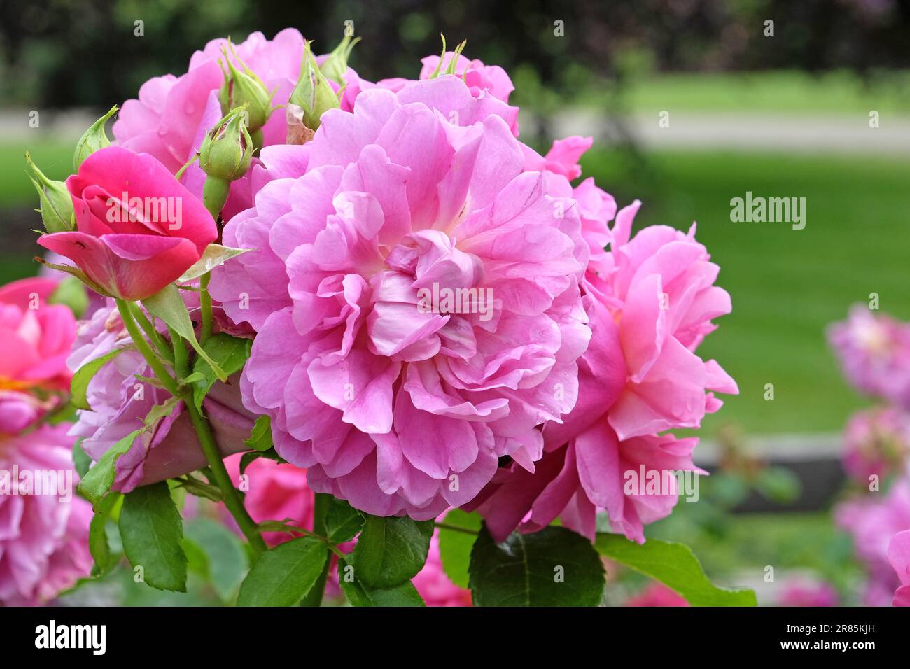 Rosa 'Princess Anne' in flower Stock Photo - Alamy