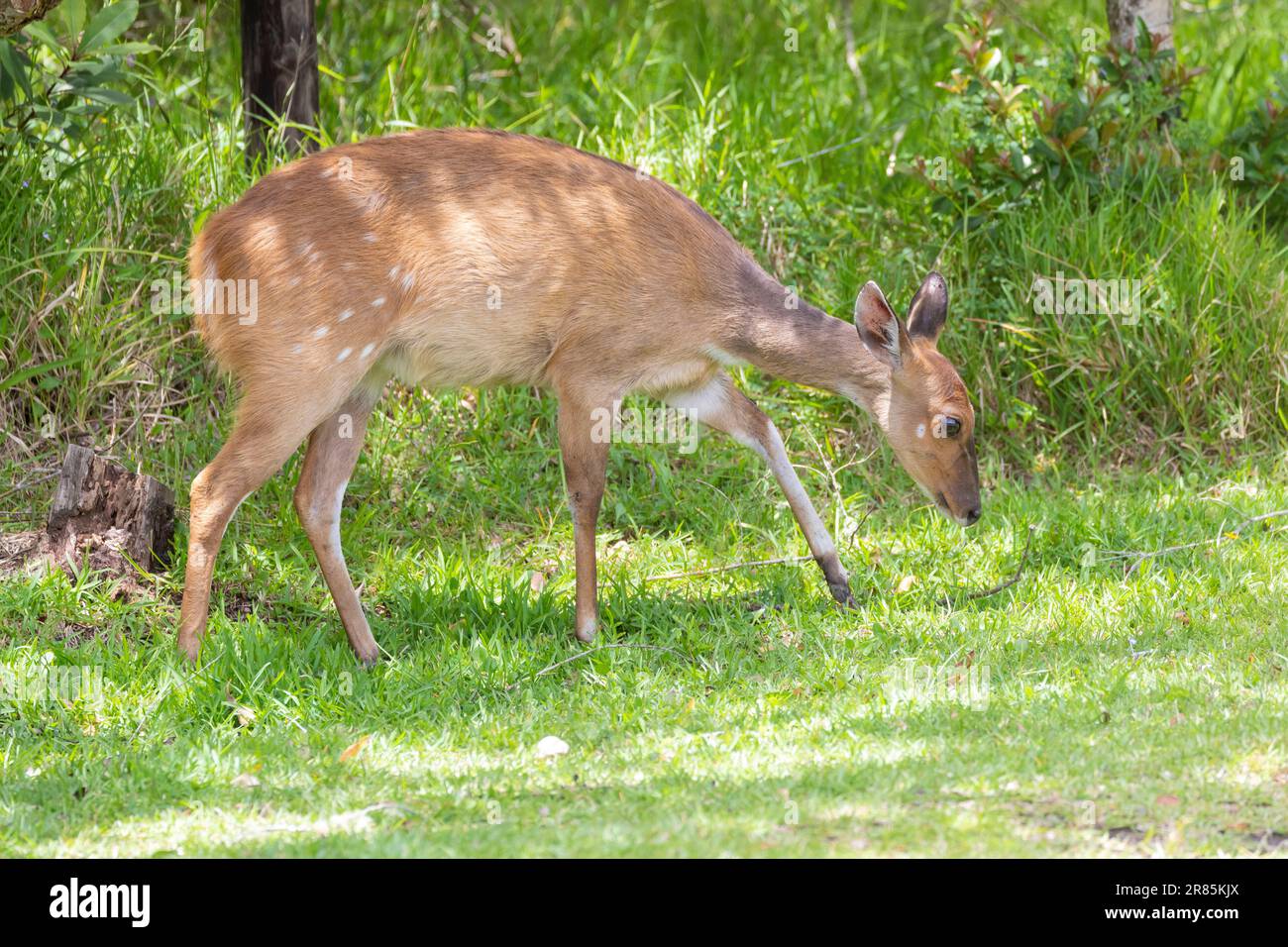 Bushbuck ewe (Tragelaphus sylvatica), Nature's Valley, Western Cape ...