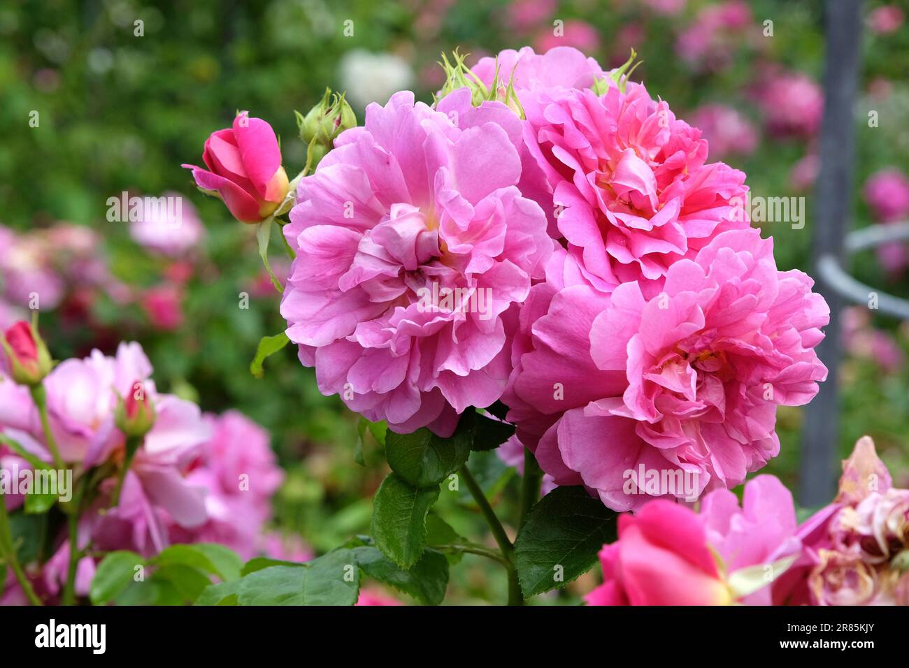 Rosa 'Princess Anne' in flower Stock Photo - Alamy