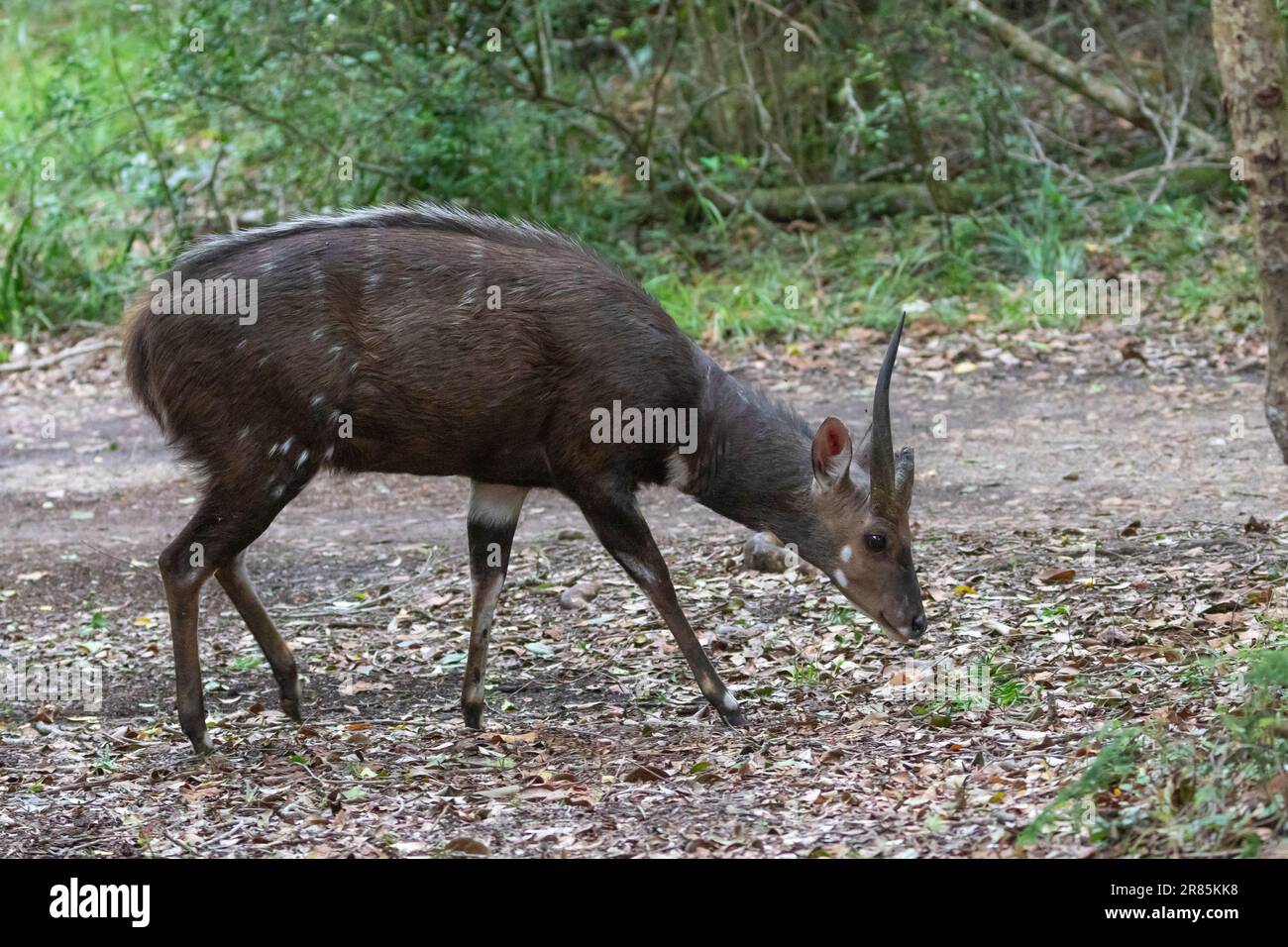 Bushbuck (Tragelaphus sylvatica), Nature's Valley, Western Cape, South ...