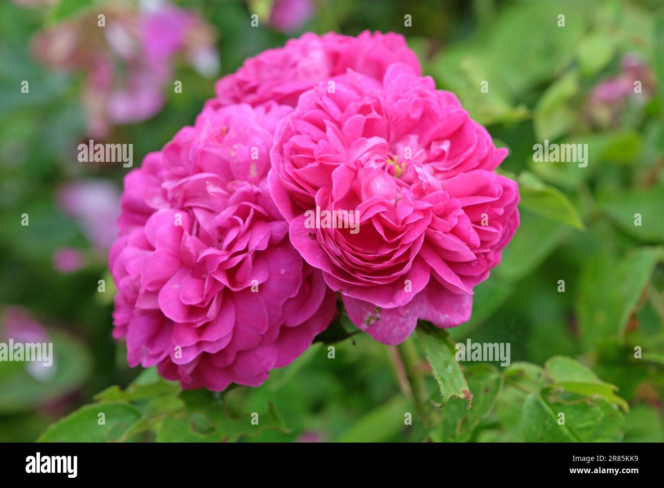 Rosa 'de Rescht' in flower Stock Photo - Alamy