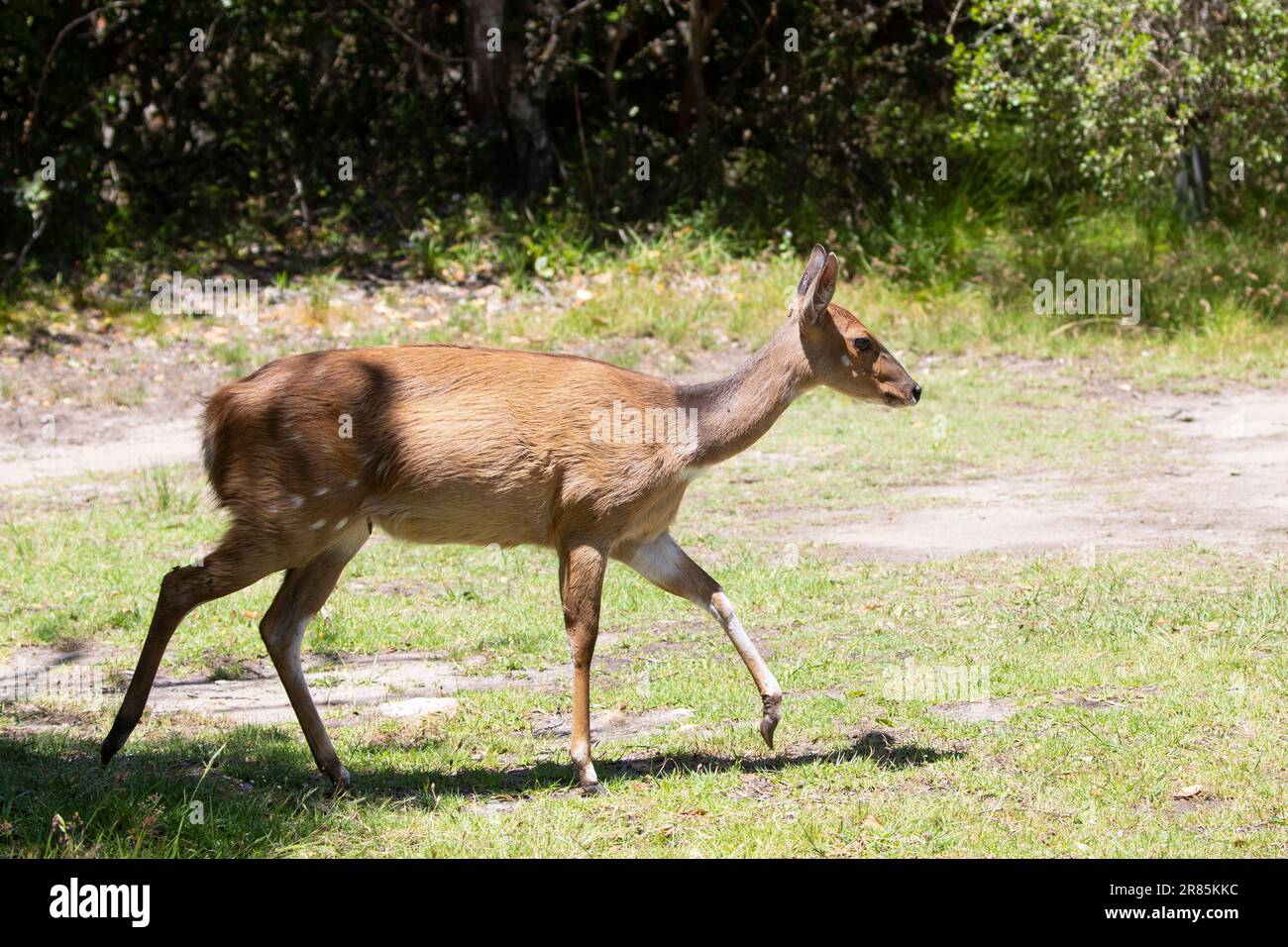 Bushbuck ewe (Tragelaphus sylvatica), Nature's Valley, Western Cape ...
