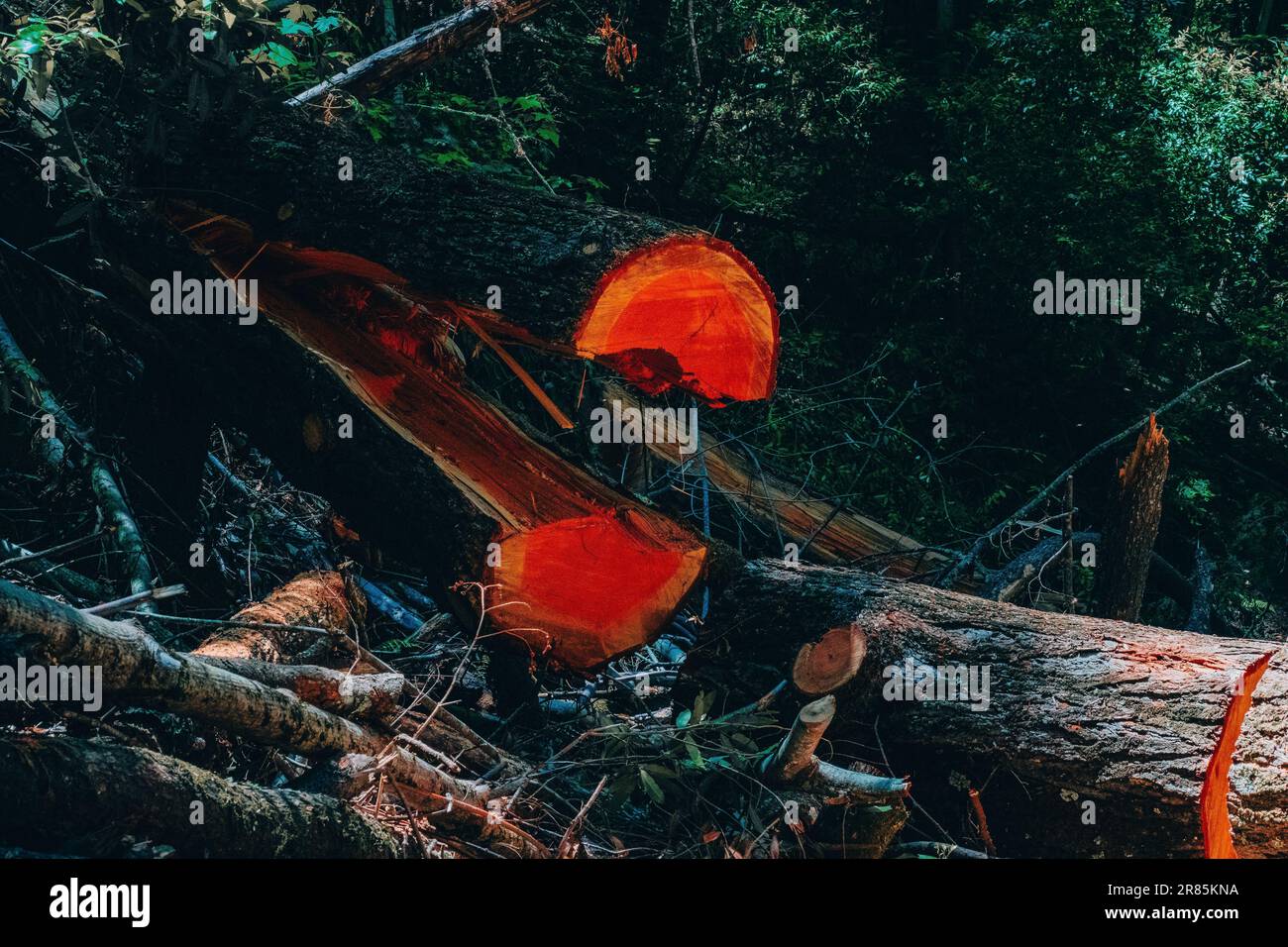 An array of cut trees with bright red bark in a dark forest setting ...