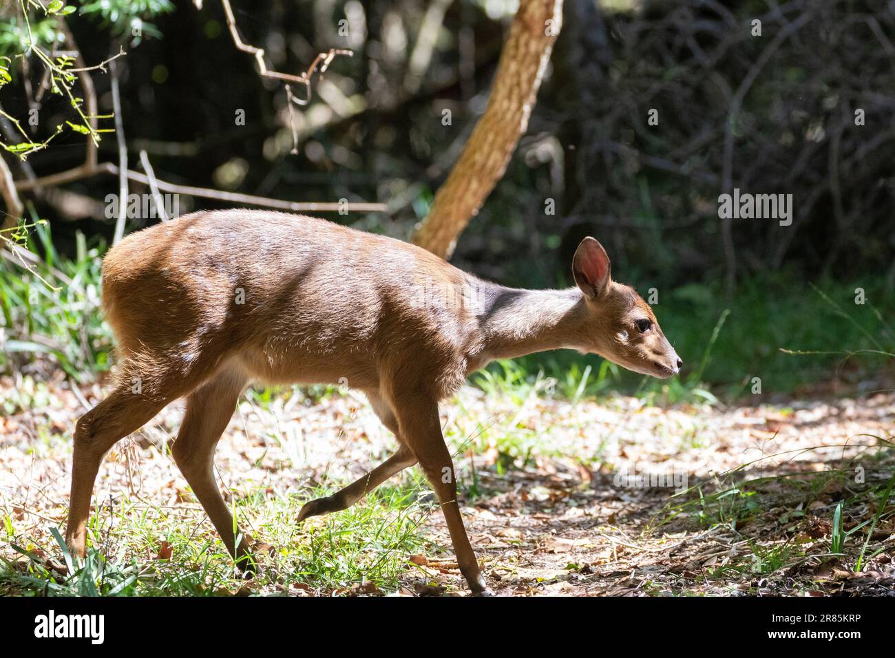 Young Bushbuck (Tragelaphus sylvatica), Nature's Valley, Western Cape ...