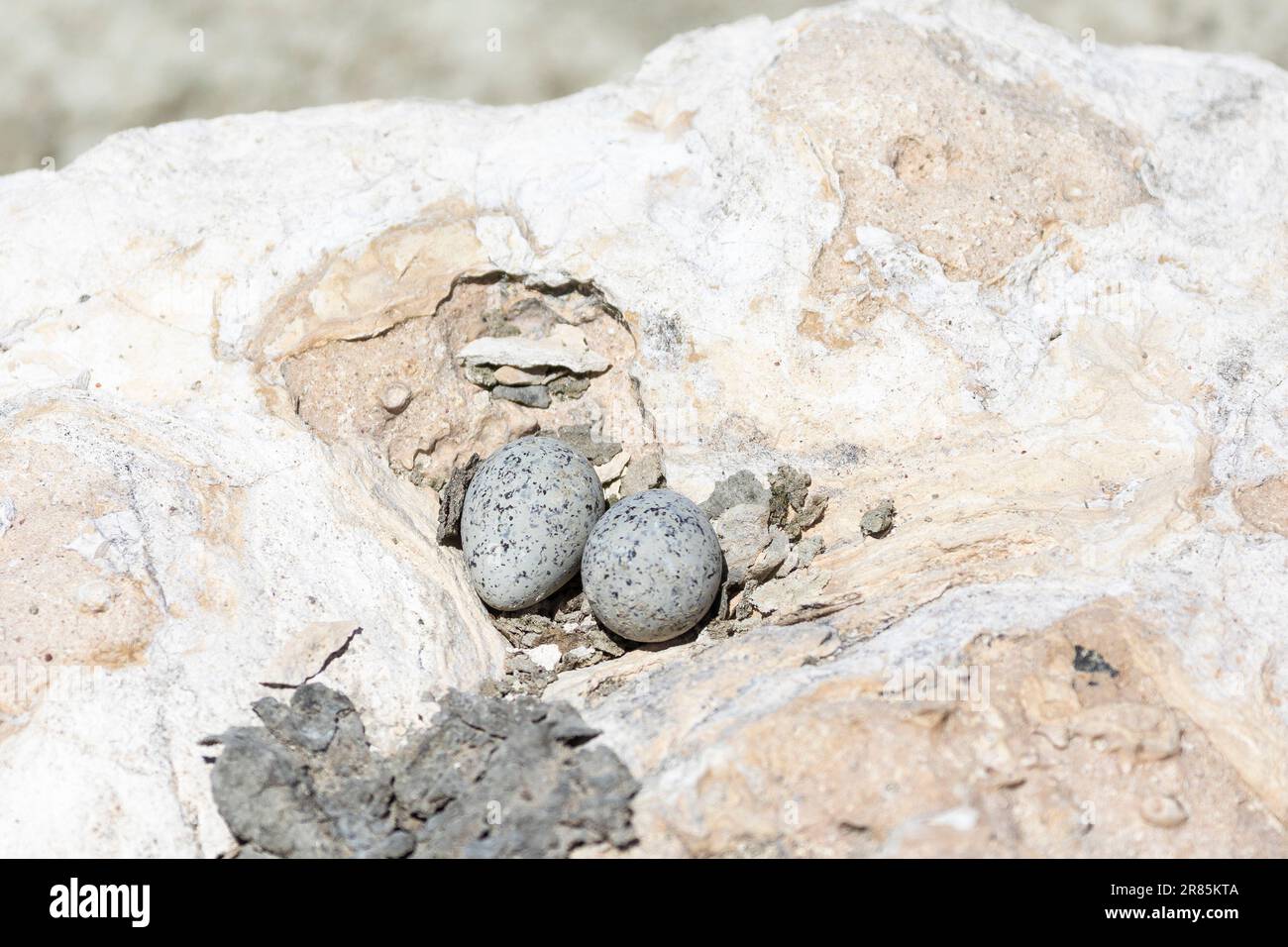 Wader with eggs hi-res stock photography and images - Alamy