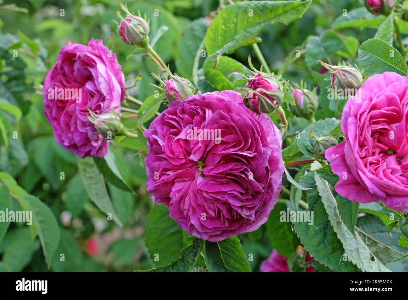 Old bush mills hi-res stock photography and images - Alamy