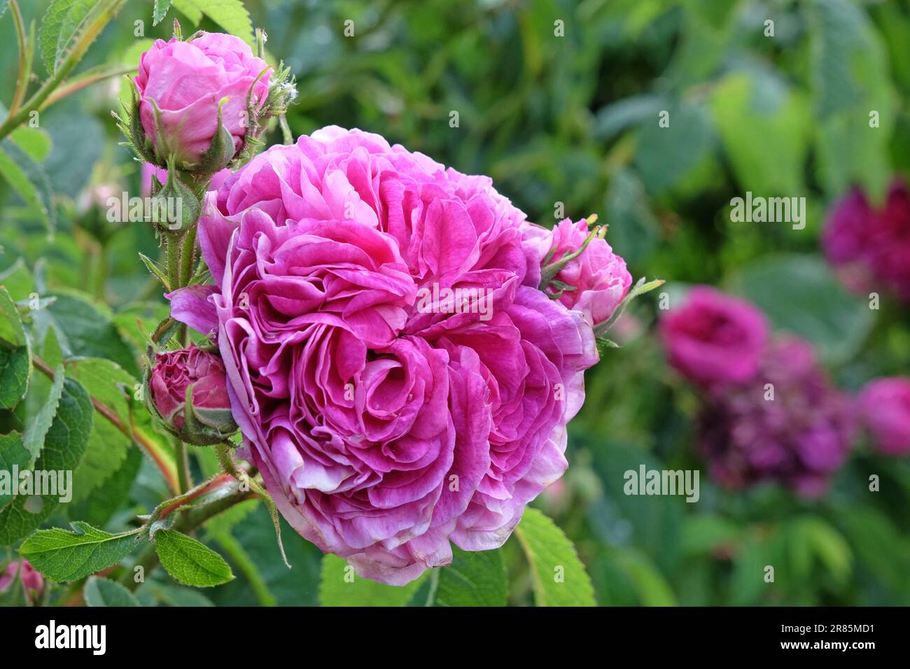 Lcharles de mills shrub hi-res stock photography and images - Alamy