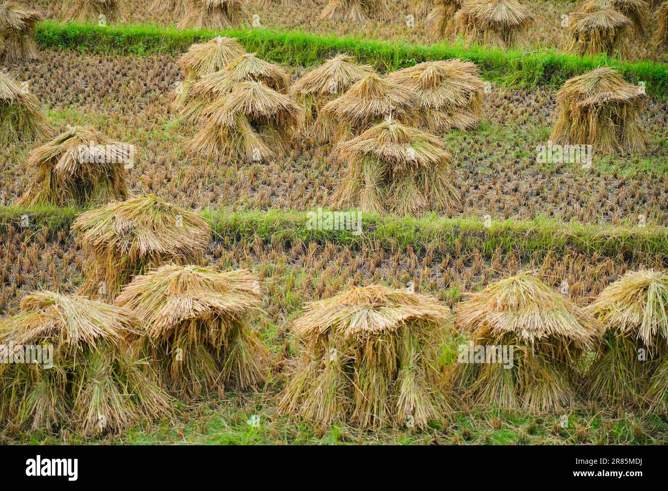 Heap of reaped paddy kept in a paddy field before threshing, high angle ...