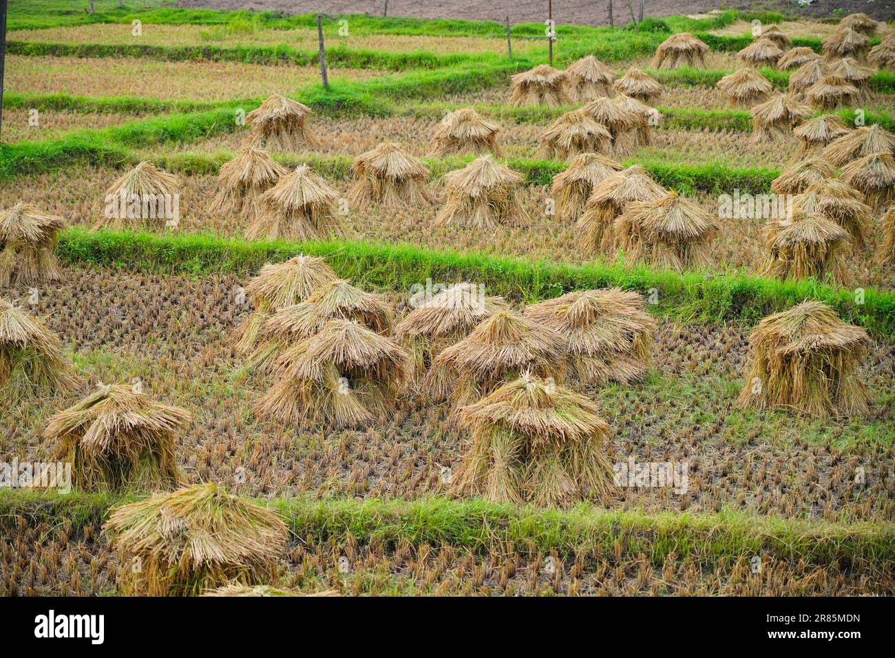 Heap of reaped paddy kept in a paddy field before threshing, high angle ...