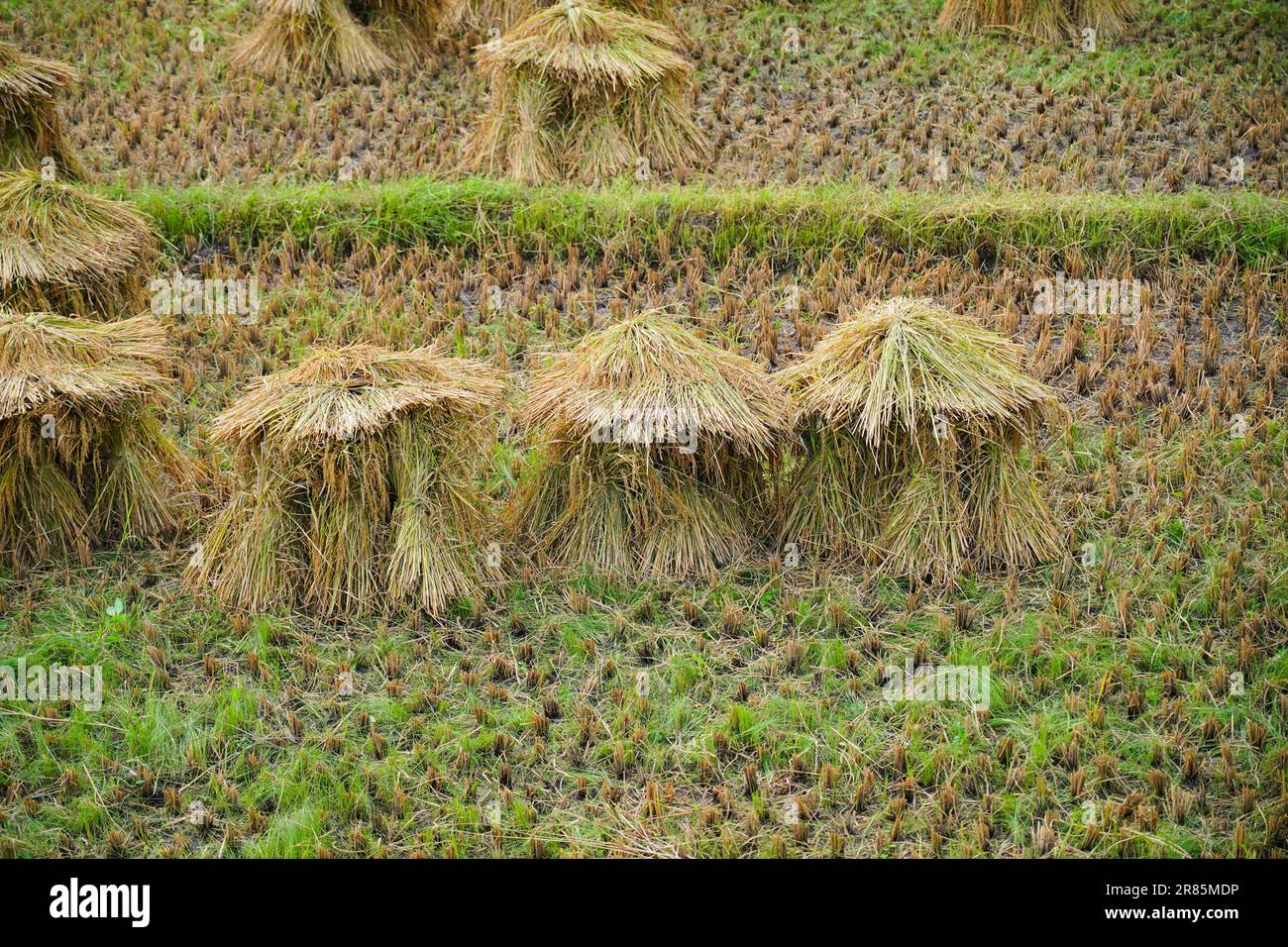 Heap of reaped paddy kept in a paddy field before threshing, high angle ...