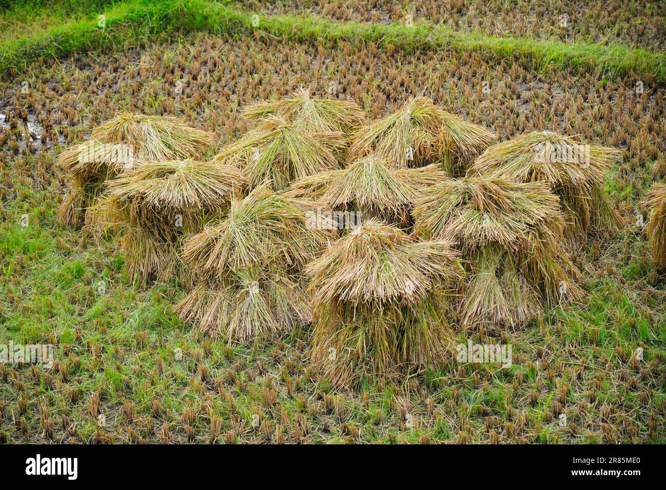 Heap of reaped paddy kept in a paddy field before threshing, high angle ...