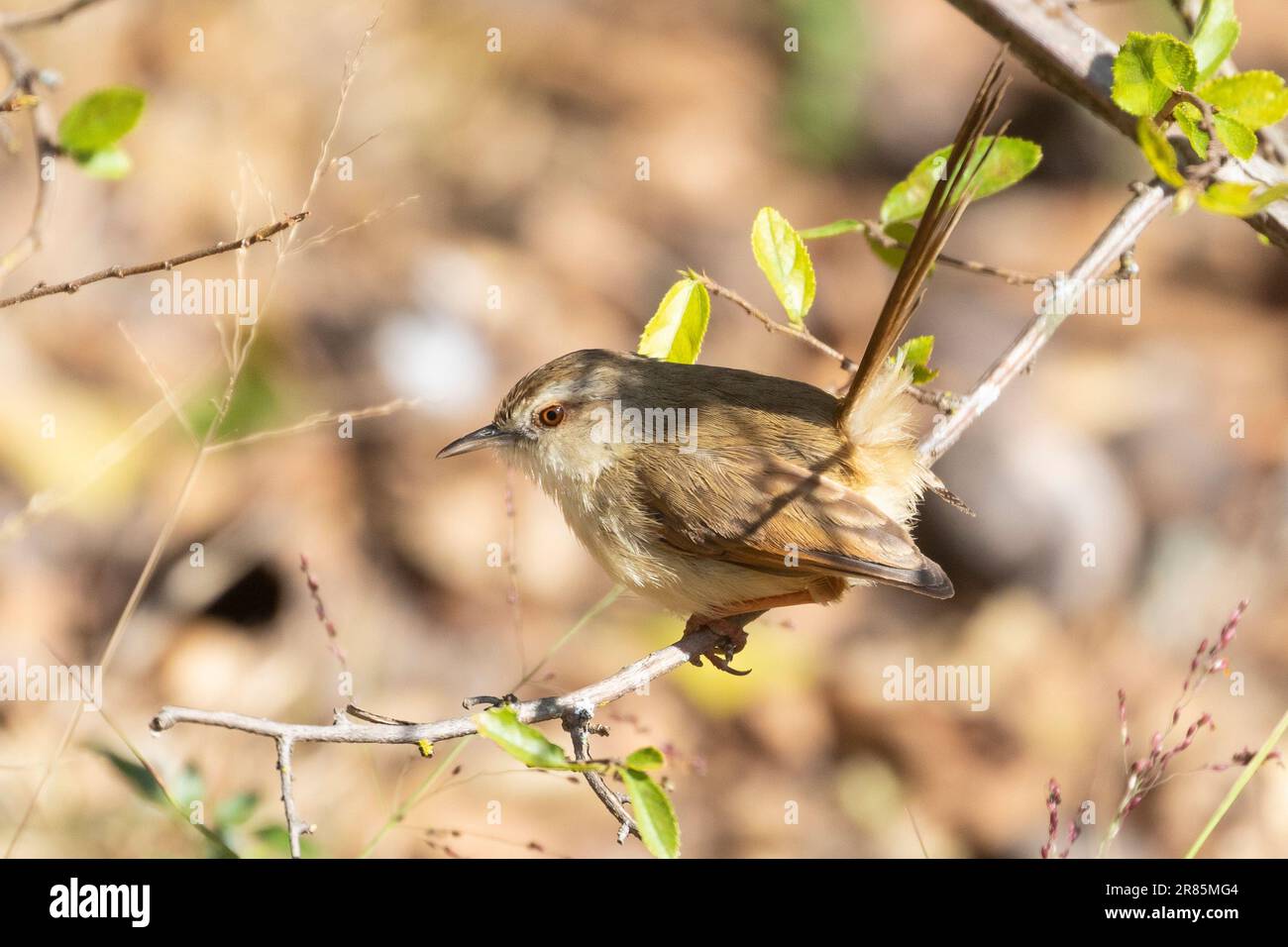 Tawny-flanked Prinia (Prinia subflava), Limpopo, South Africa Stock ...
