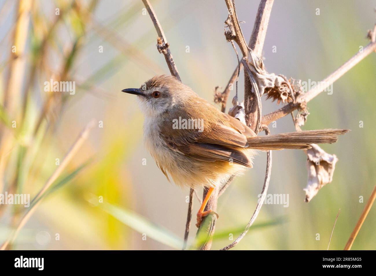Tawny-flanked Prinia (Prinia subflava) on wetland reeds, Letaba ...