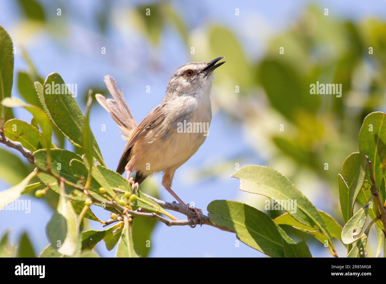 Tawny-flanked Prinia (Prinia subflava) singing from a bush, Limpopo ...
