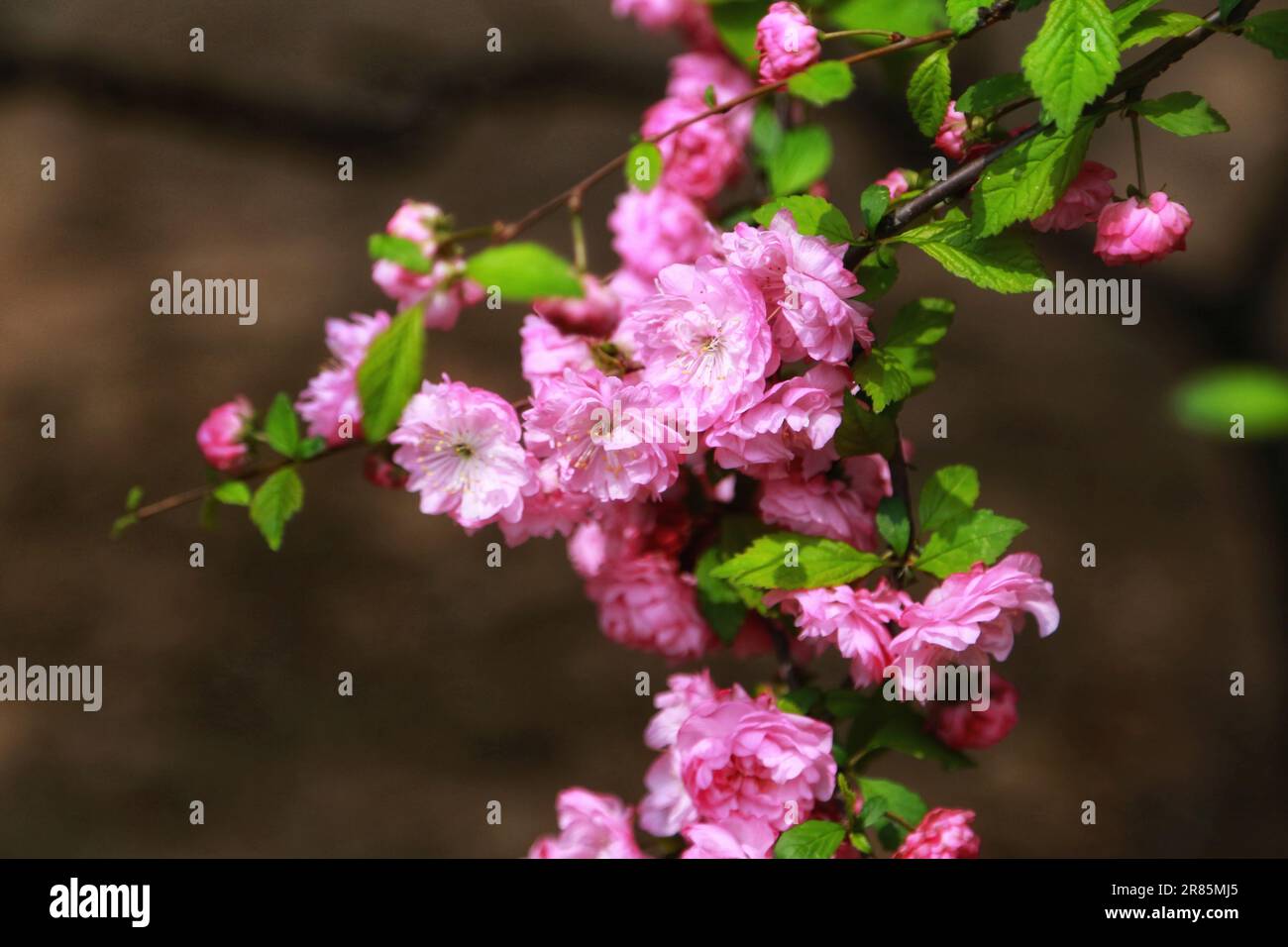Delight in the mesmerizing sight of pink flowers in full bloom beneath ...