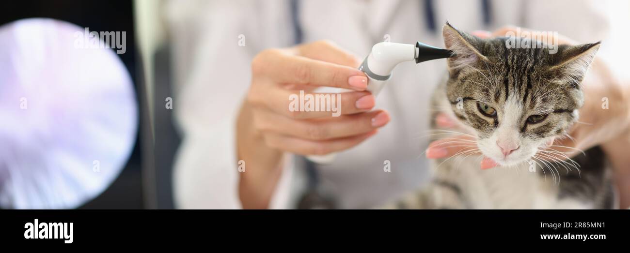 Examination of cat ear in veterinary clinic using an otoscope Stock ...